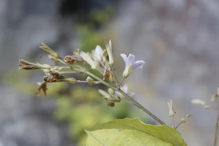 Tridynamia sinensis - PictureThis