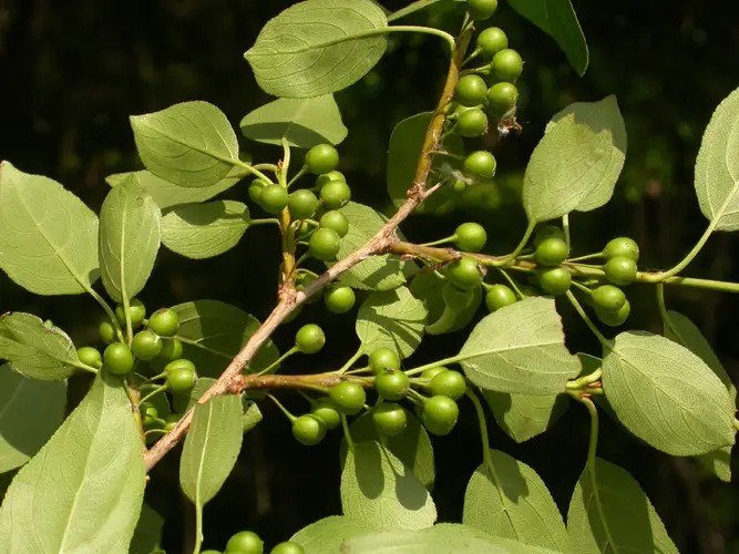 Rhamnus ussuriensis - PictureThis