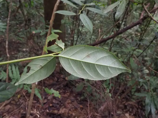 Itea omeiensis - PictureThis
