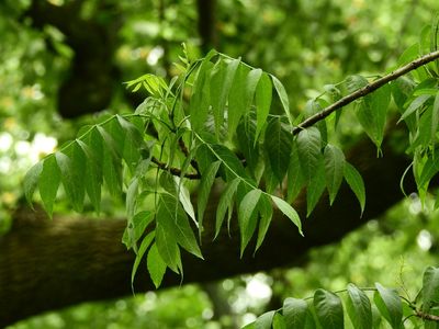 Cómo cultivar y cuidar una Ceniza azul