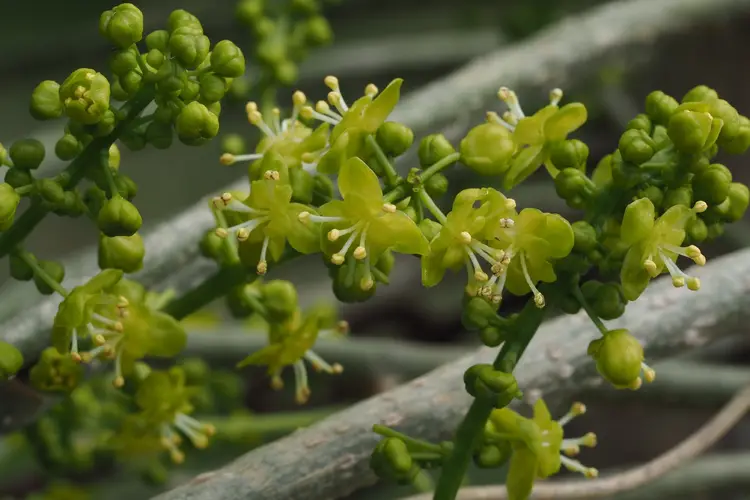 Tinospora sinensis - PictureThis