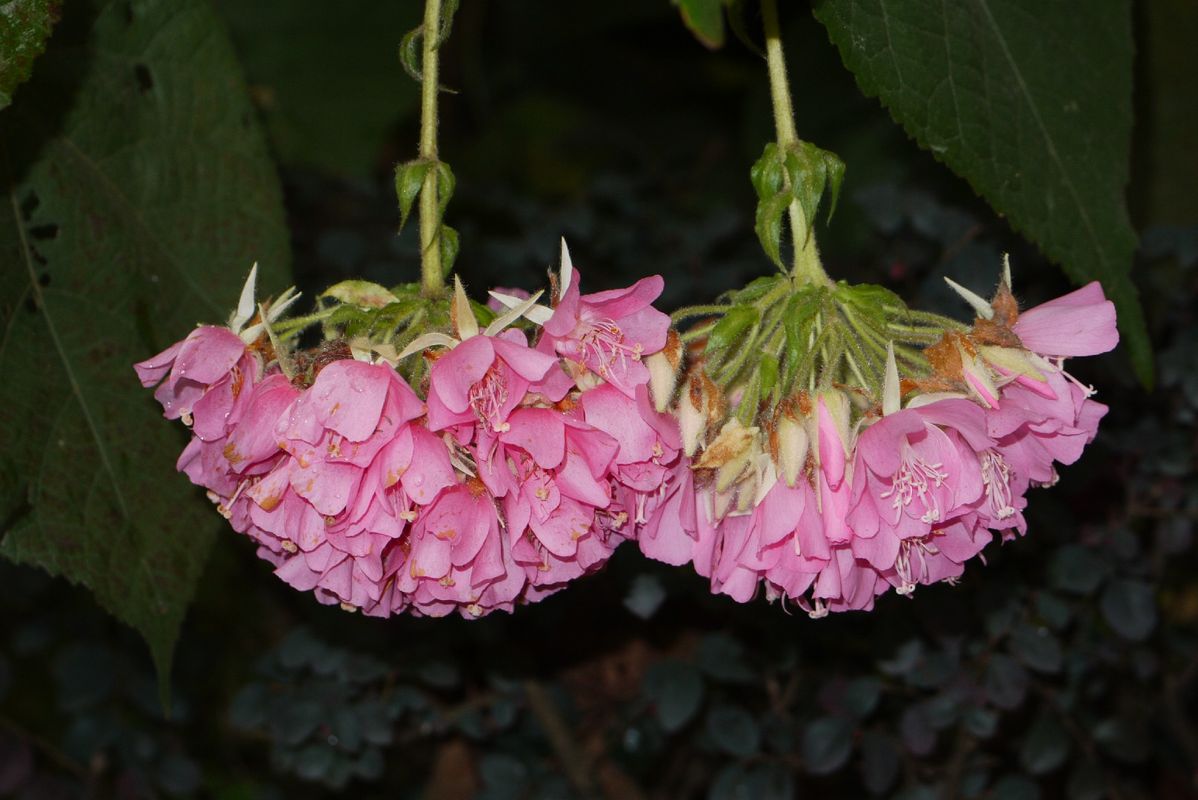 Unveiling the Charm and Symbolism of the Pink Wild Pear Flower