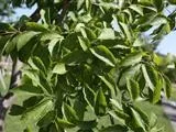 How to Transplant Chinese parrotia? (Ideal time, Methods, and Post Care)