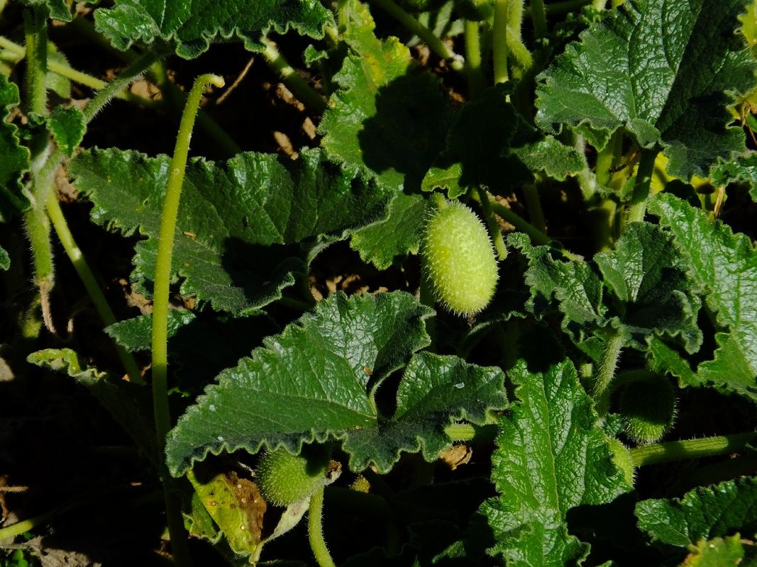 What Problems Affect the Exploding cucumber?