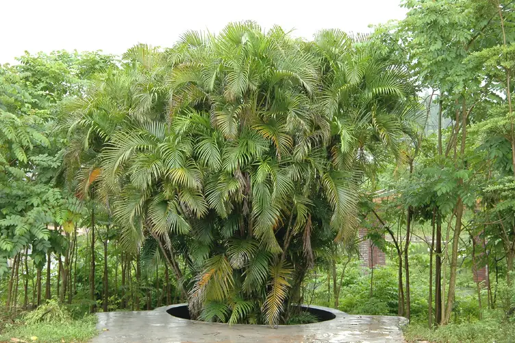 How to Plant and Grow Yellow butterfly palm(Dypsis lutescens)