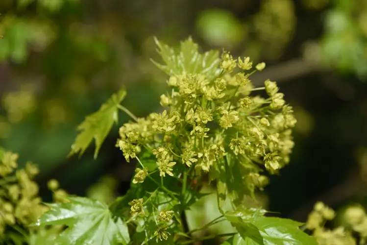 How to Plant and Grow Norway maple(Acer platanoides)