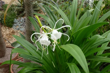 Ismene Flower
