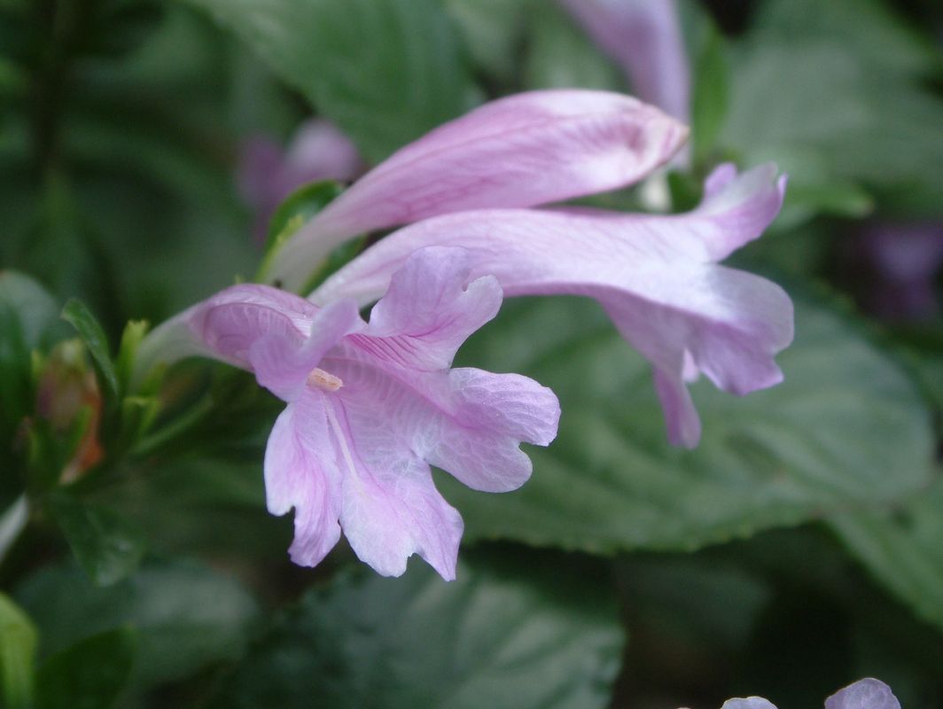 اكتشف الفوائد المذهلة لـ Strobilanthes cusia للصحة والعافية