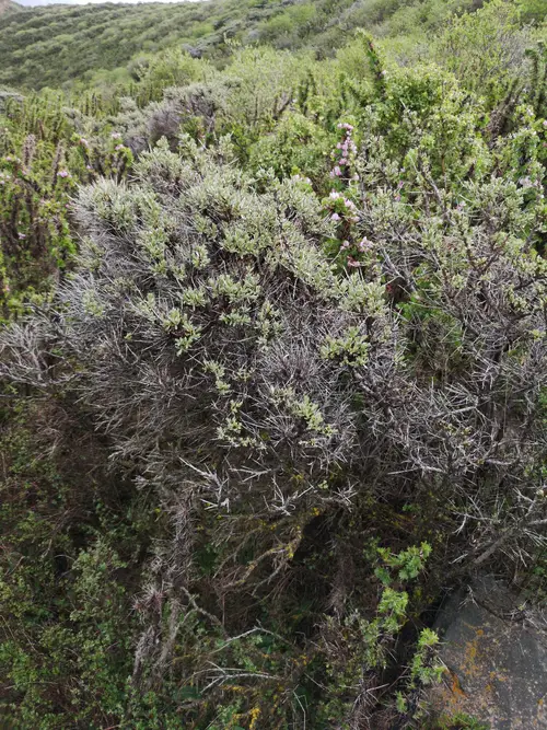 PictureThis - Hippophae rhamnoides subsp. sinensis