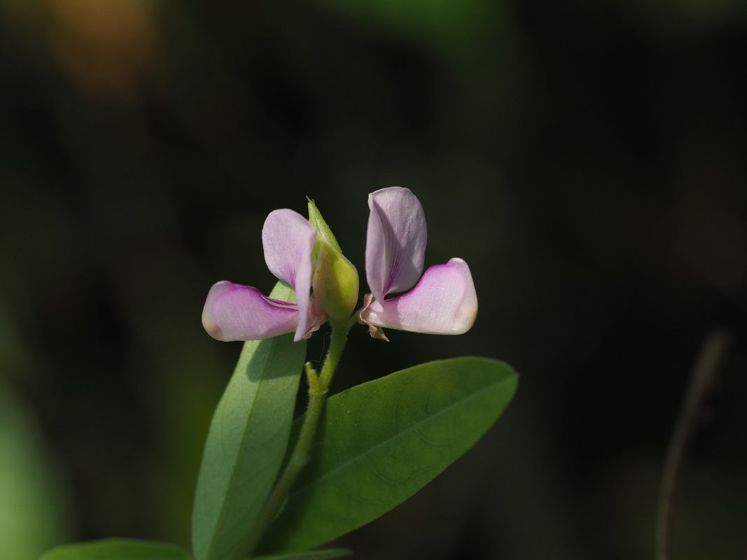 Discover the Enchanting World of the Telegraph Plant and Its Meaning