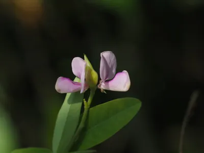 🍀 How to Grow and Care for Telegraph plant