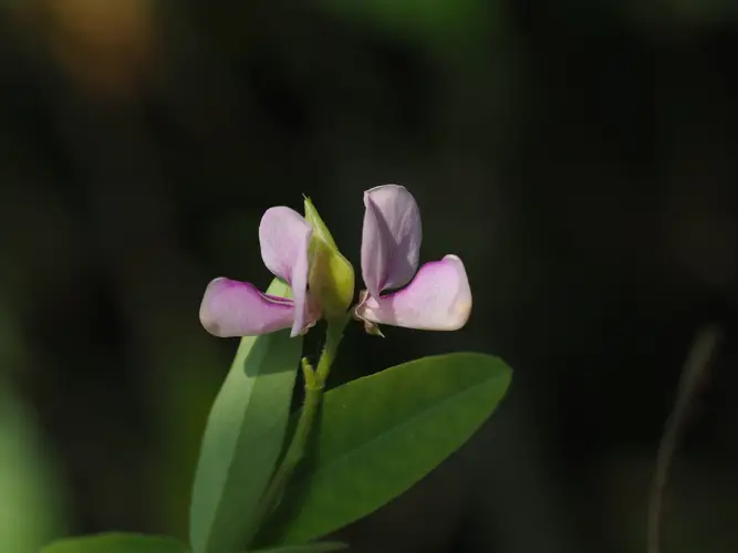 Planta del telégrafo (Codariocalyx motorius) - PictureThis
