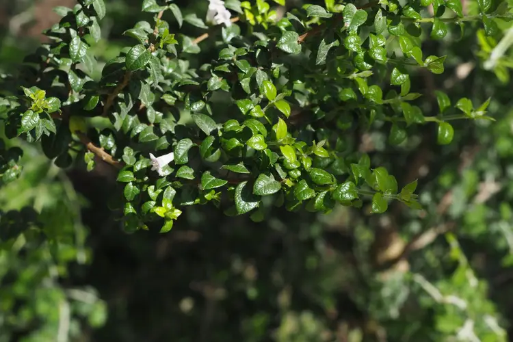 Arrayán macho (Rhaphithamnus spinosus) - PictureThis