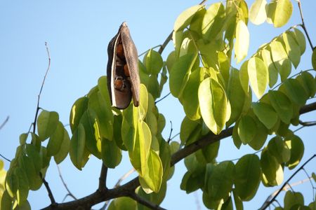 Makha tree (Afzelia xylocarpa) - PictureThis