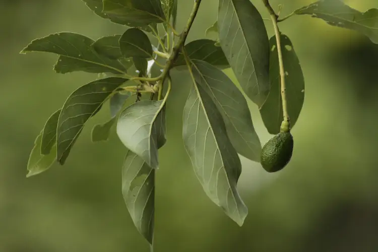 How to Plant and Grow Avocado(Persea americana)