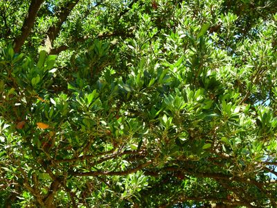 Comment cultiver et entretenir Picconia excelsa