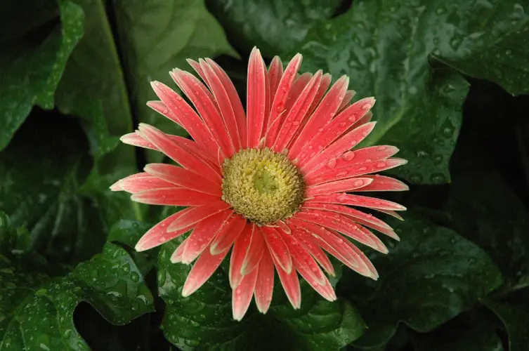 How to Plant and Grow Barberton daisy(Gerbera jamesonii)