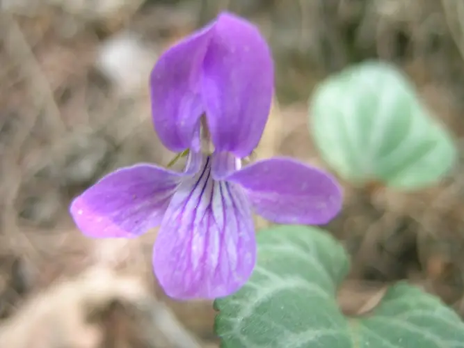 Viola tokubuchiana (Viola variegata) Flower, Leaf, Care, Uses - PictureThis