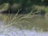 Hierba de guinea (Panicum maximum) - PictureThis