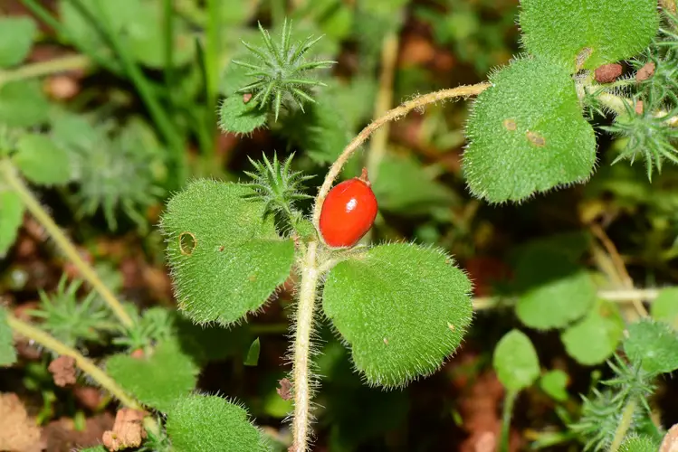 Hemiphragma heterophyllum - PictureThis