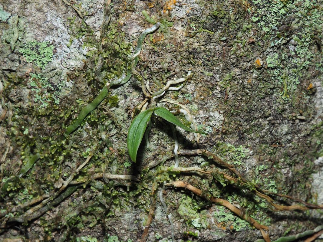 Exploring the Symbolism and Significance of the Chi-tou Wind Orchid