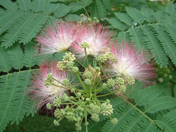 How to Plant and Grow Persian silk tree(Albizia julibrissin)