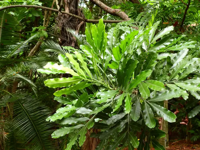 Filicium decipiens - PictureThis