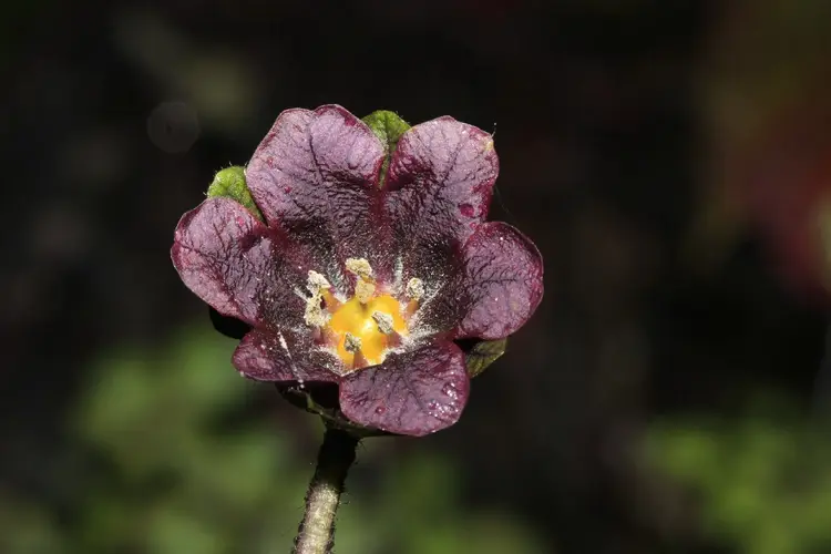 Himalayan mandrake (Mandragora caulescens) Flower, Leaf, Care, Uses ...