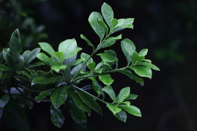 How to Plant and Grow Evergreen spindle(Euonymus japonicus)
