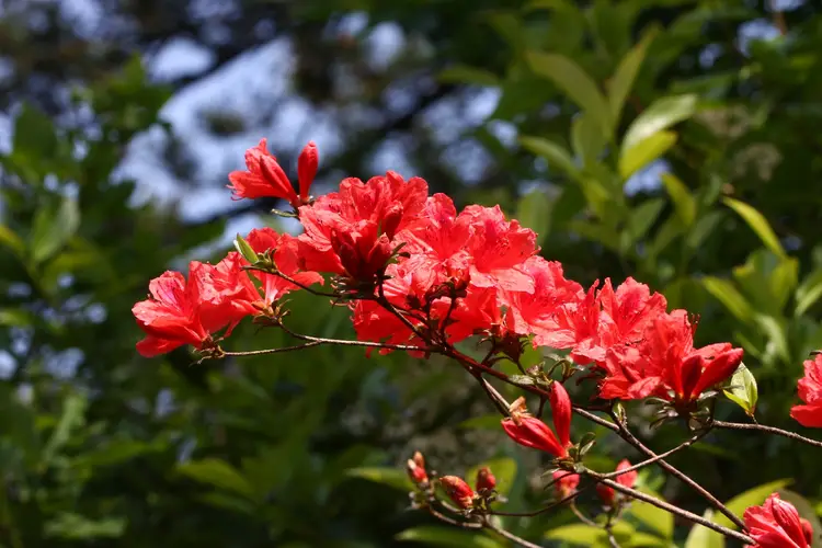 How to Plant and Grow Red azalea(Rhododendron simsii)