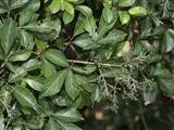 How to Prune Five-leaved vitex