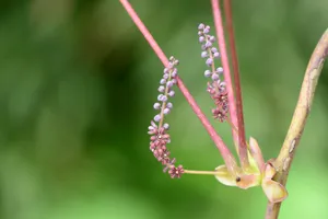 How to Prune Chinese sinofranchetia