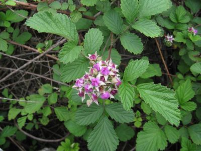 トックリイチゴ (Rubus coreanus) - PictureThis