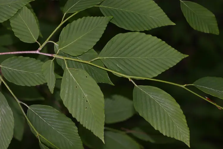 Fagus engleriana - PictureThis
