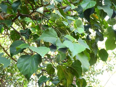 Pipli tree (Exbucklandia populnea) - PictureThis
