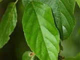 How to Grow and Care for Formosan alder