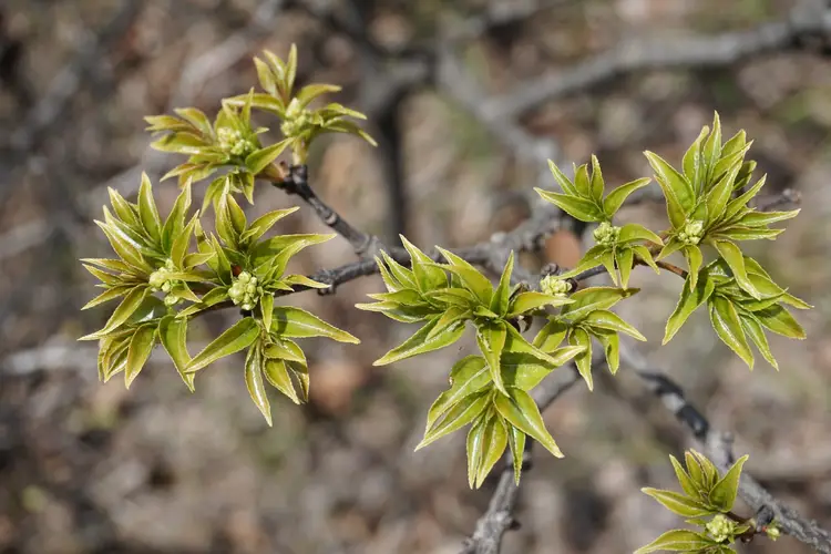 How to Plant and Grow White ash(Fraxinus americana)