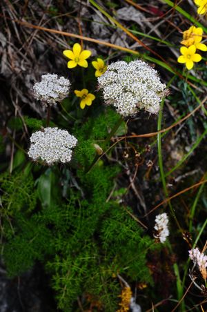 How to Grow and Care for Hymenidium
