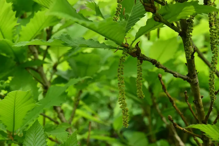 Chêne du pontin (Quercus pontica) - PictureThis