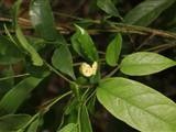 Formosan fig tree - Ficus formosana (Taxonomy, Characteristics ...
