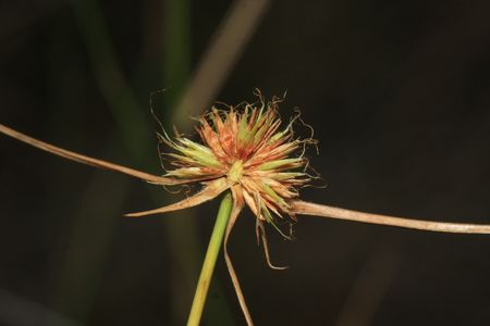 Rhynchospora rubra - PictureThis
