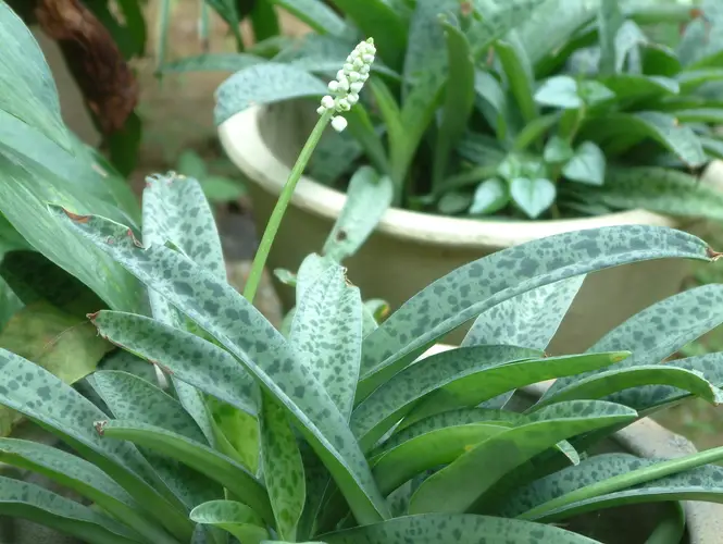 Giant Squill (Drimiopsis botryoides) Flower, Leaf, Care, Uses - PictureThis