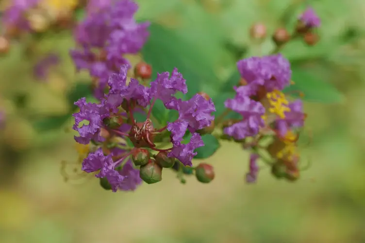 How to Plant and Grow Crepe myrtle(Lagerstroemia indica)