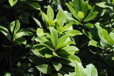How to Grow and Care for Helicia reticulata