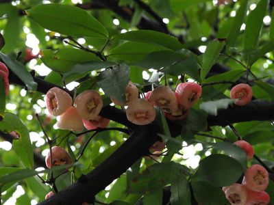 Java apple - Syzygium samarangense (Care, Characteristics, Flower ...