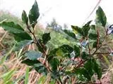 How to Prune Elaeagnus thunbergii