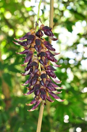 Pica-pica - Mucuna pruriens (Taxonomía, Características, Invasivo ...