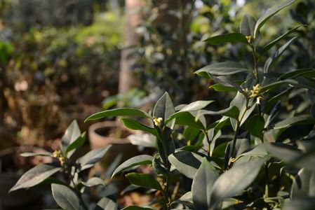 How to Grow and Care for Sarcococca orientalis