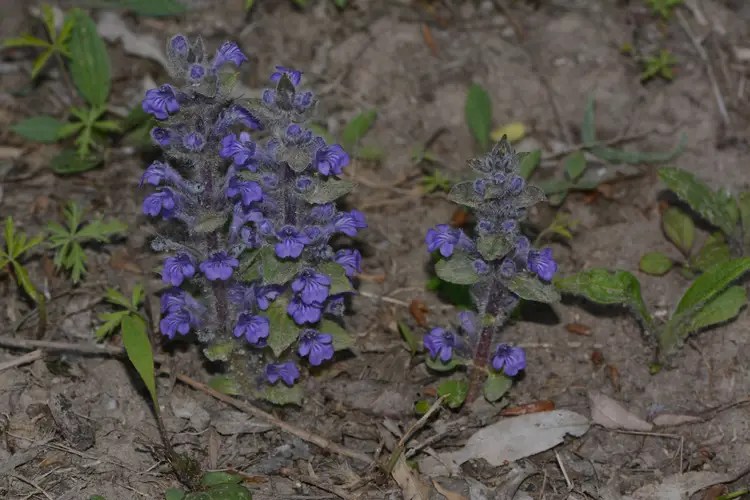 Korean pyramid bugle (Ajuga multiflora) Flower, Leaf, Care, Uses ...