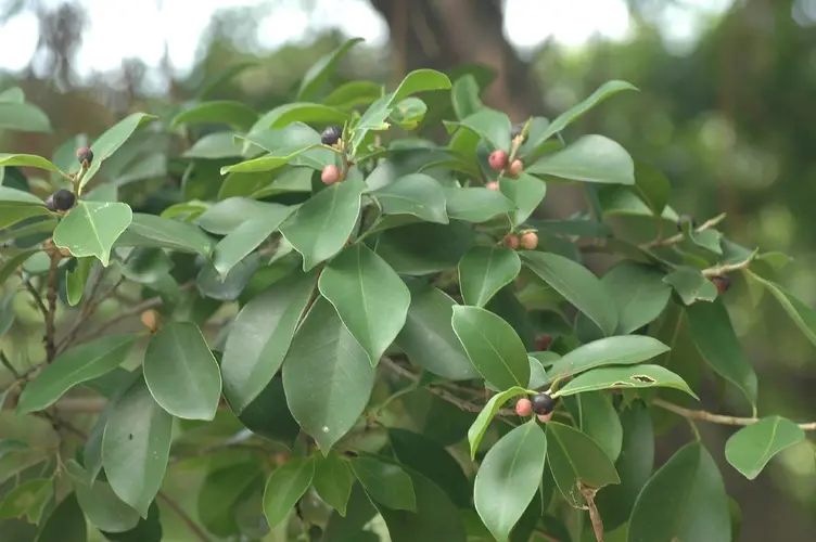 How to Plant and Grow Indian Laurel(Ficus microcarpa)
